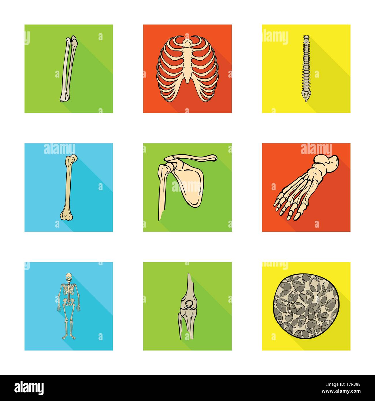 Isoliertes Objekt von Knochen und Skelett Symbol. Satz von Knochen- und ...