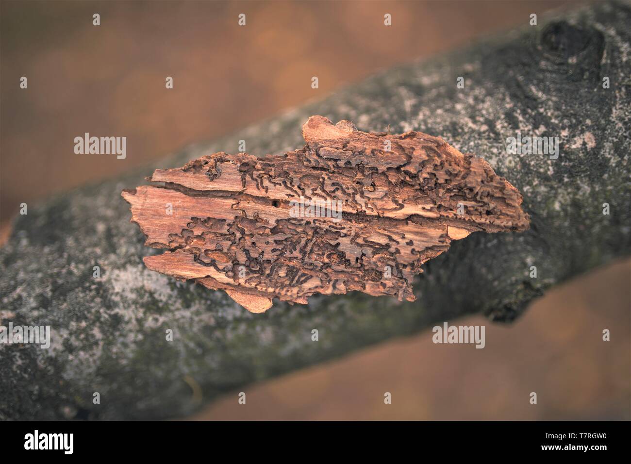 Borkenkäfer baum -Fotos und -Bildmaterial in hoher Auflösung – Alamy