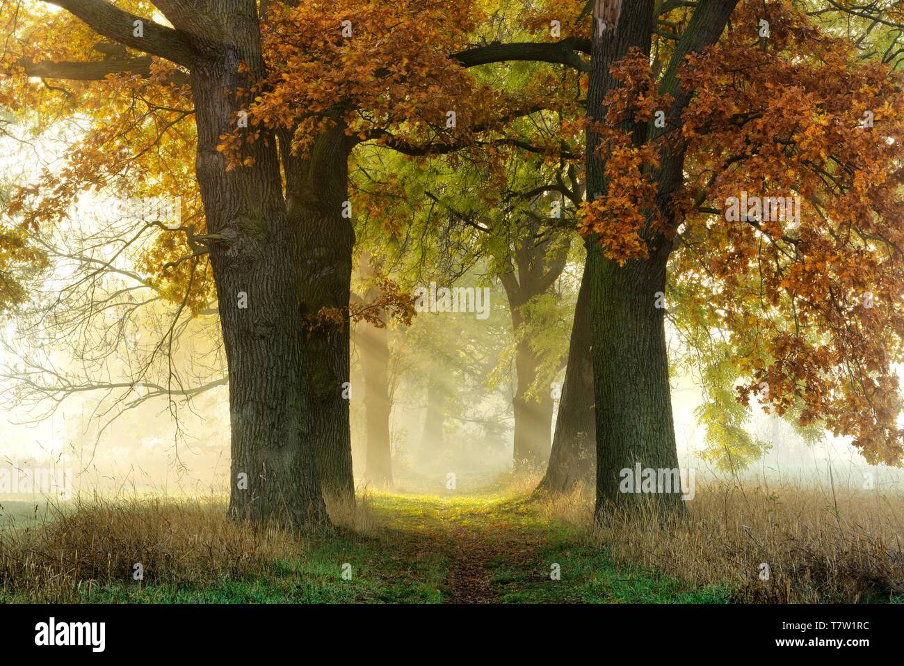 Allee von eichen quercus und asche fraxinus im herbst -Fotos und ...
