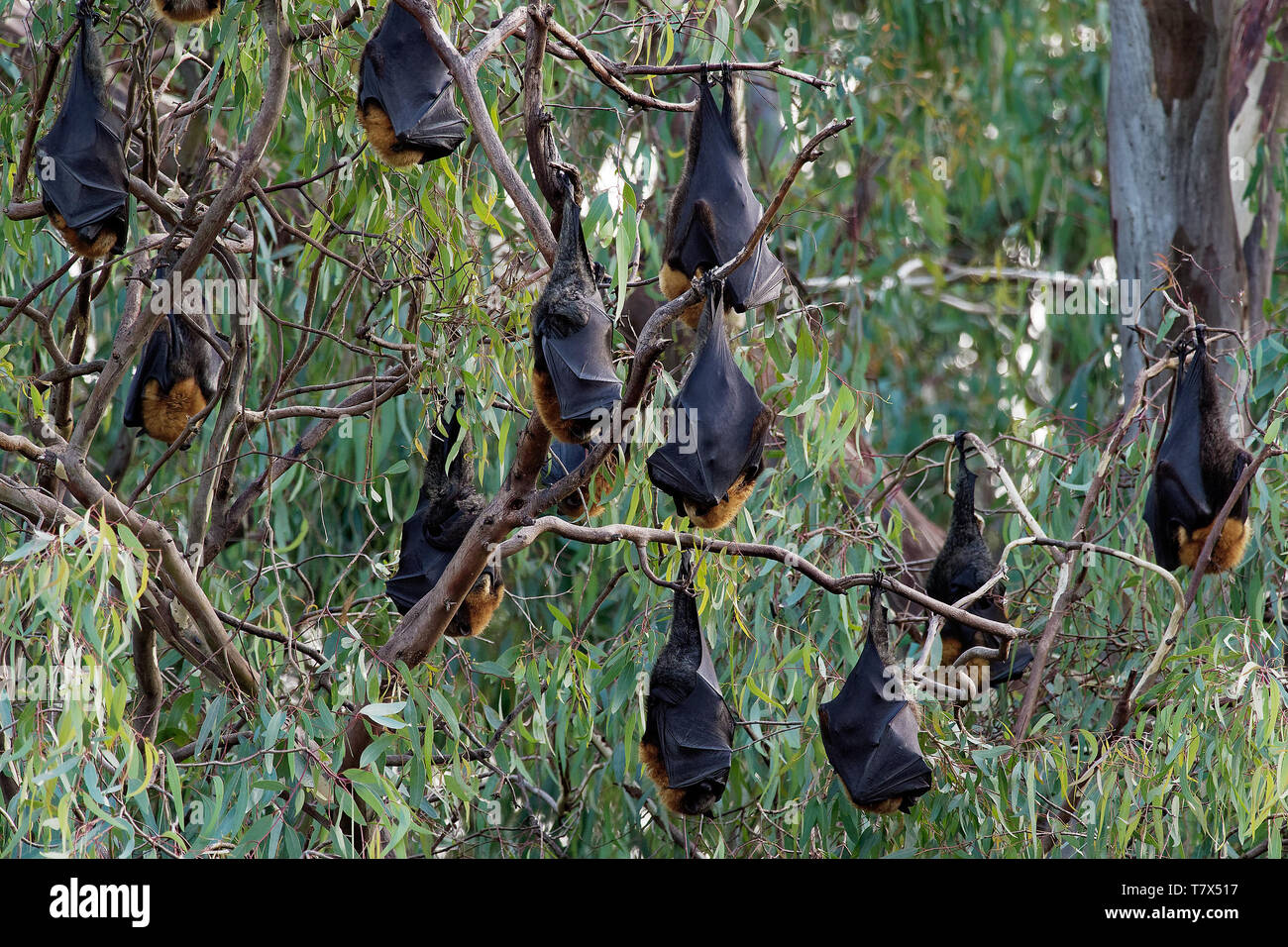 Früchte fledermaus -Fotos und -Bildmaterial in hoher Auflösung – Alamy