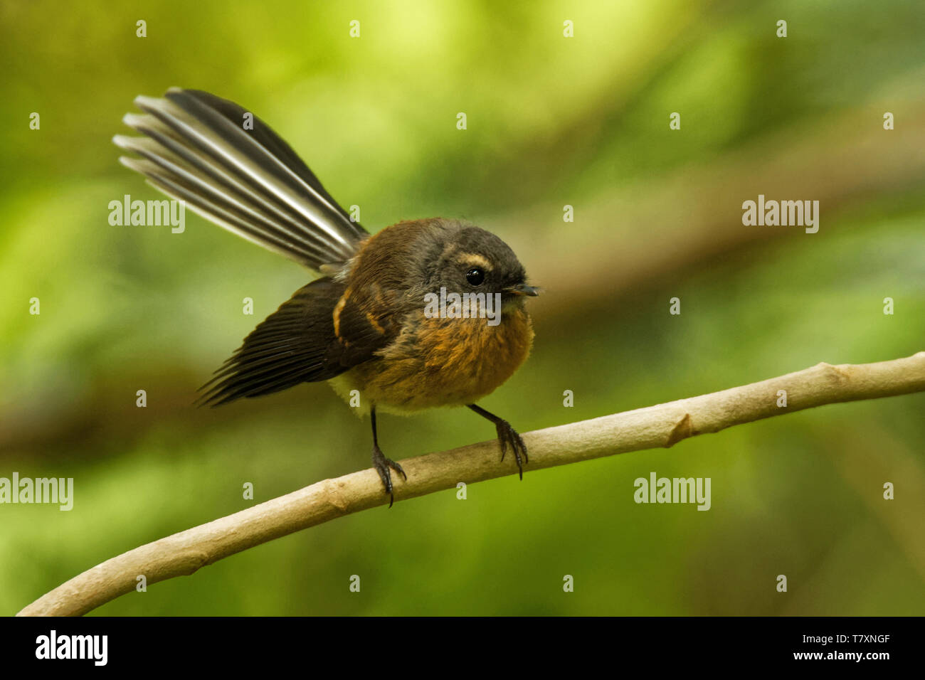 Rhipidura fuliginosa-Fantail - piwakawaka in der Maori Sprache - sitzen ...