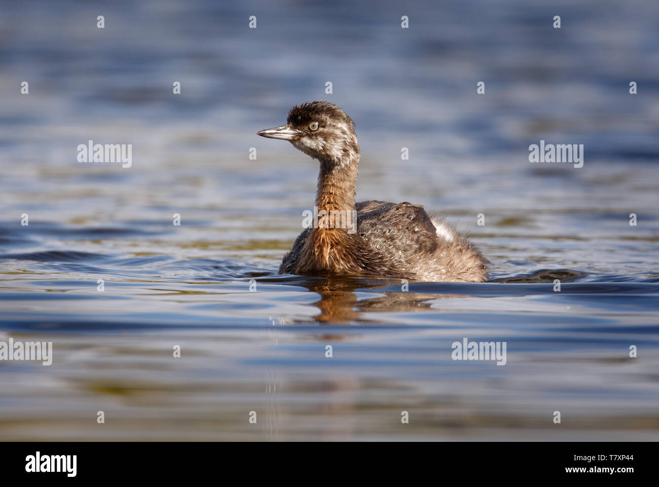 Maori sprache -Fotos und -Bildmaterial in hoher Auflösung – Alamy
