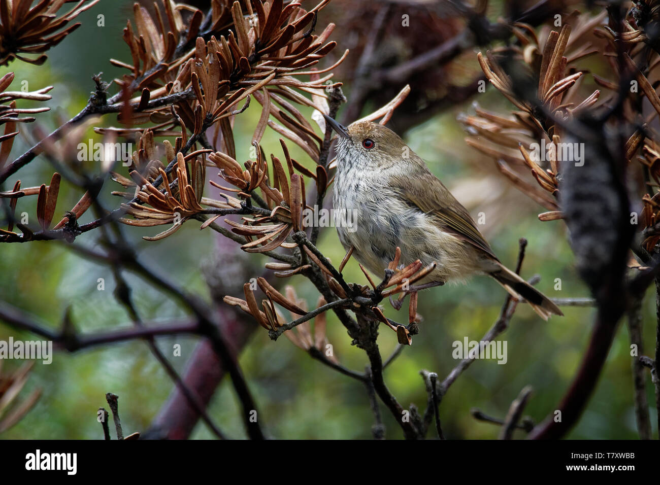 Tasmanische Thornbill - Acanthiza ewingii - kleine braune Vogel nur in ...