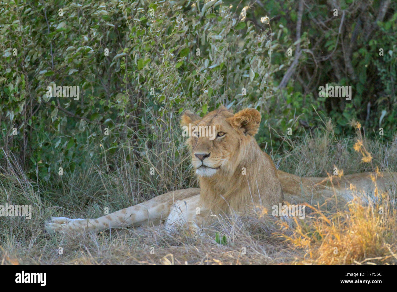 Katze bildschirmschoner -Fotos und -Bildmaterial in hoher Auflösung – Alamy