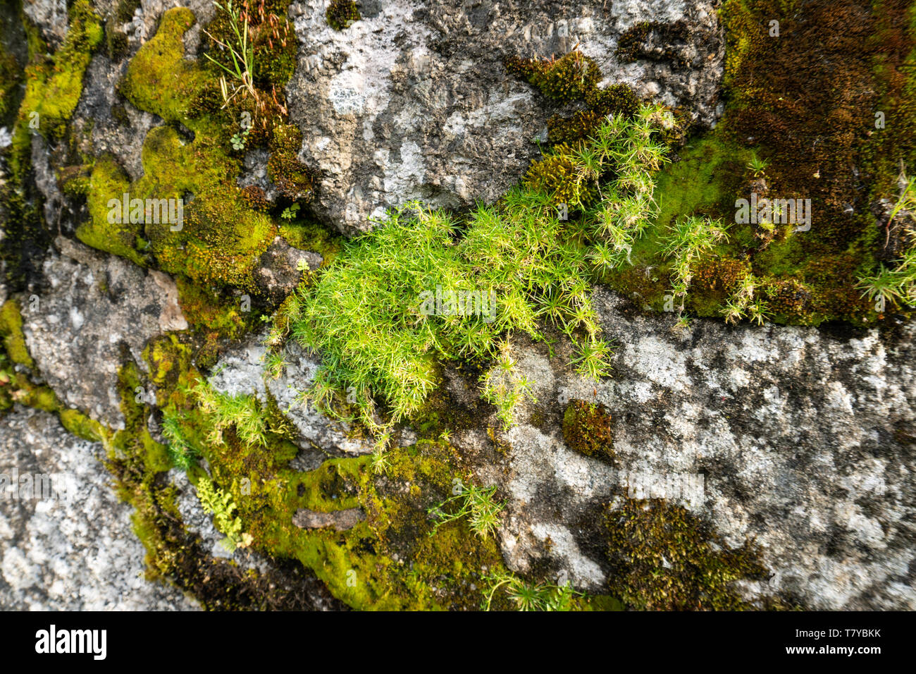 Rock mit moos und flechten und gras -Fotos und -Bildmaterial in hoher ...