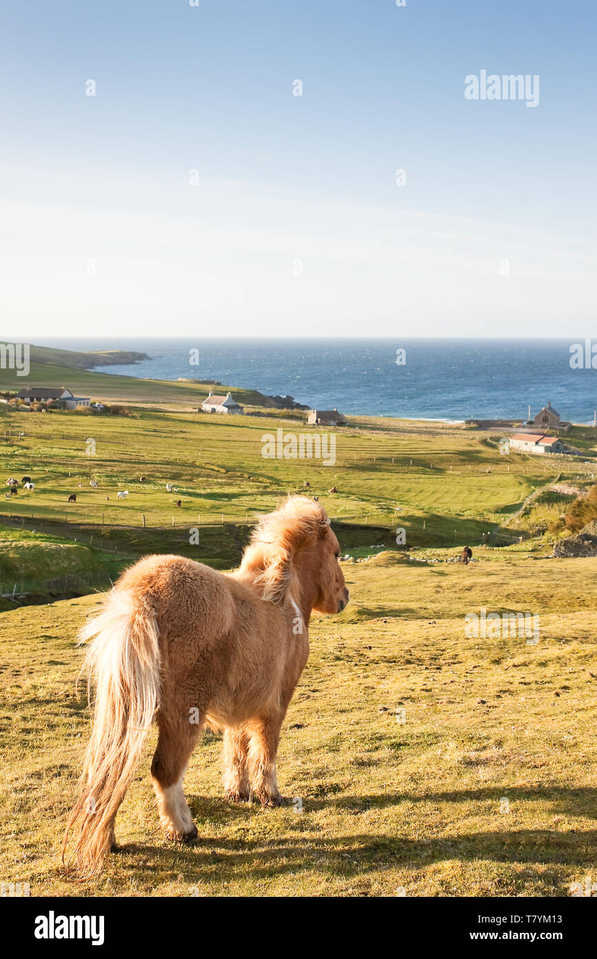 Brown white miniature shetland pony -Fotos und -Bildmaterial in hoher ...