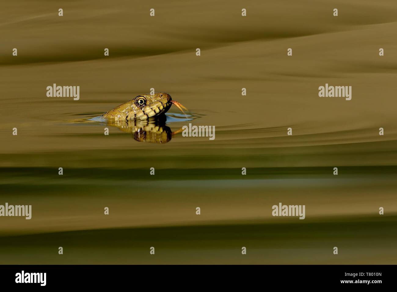 Die Ringelnatter (Natrix natrix) Schwimmen aceoss Die kleine Lagune und ...