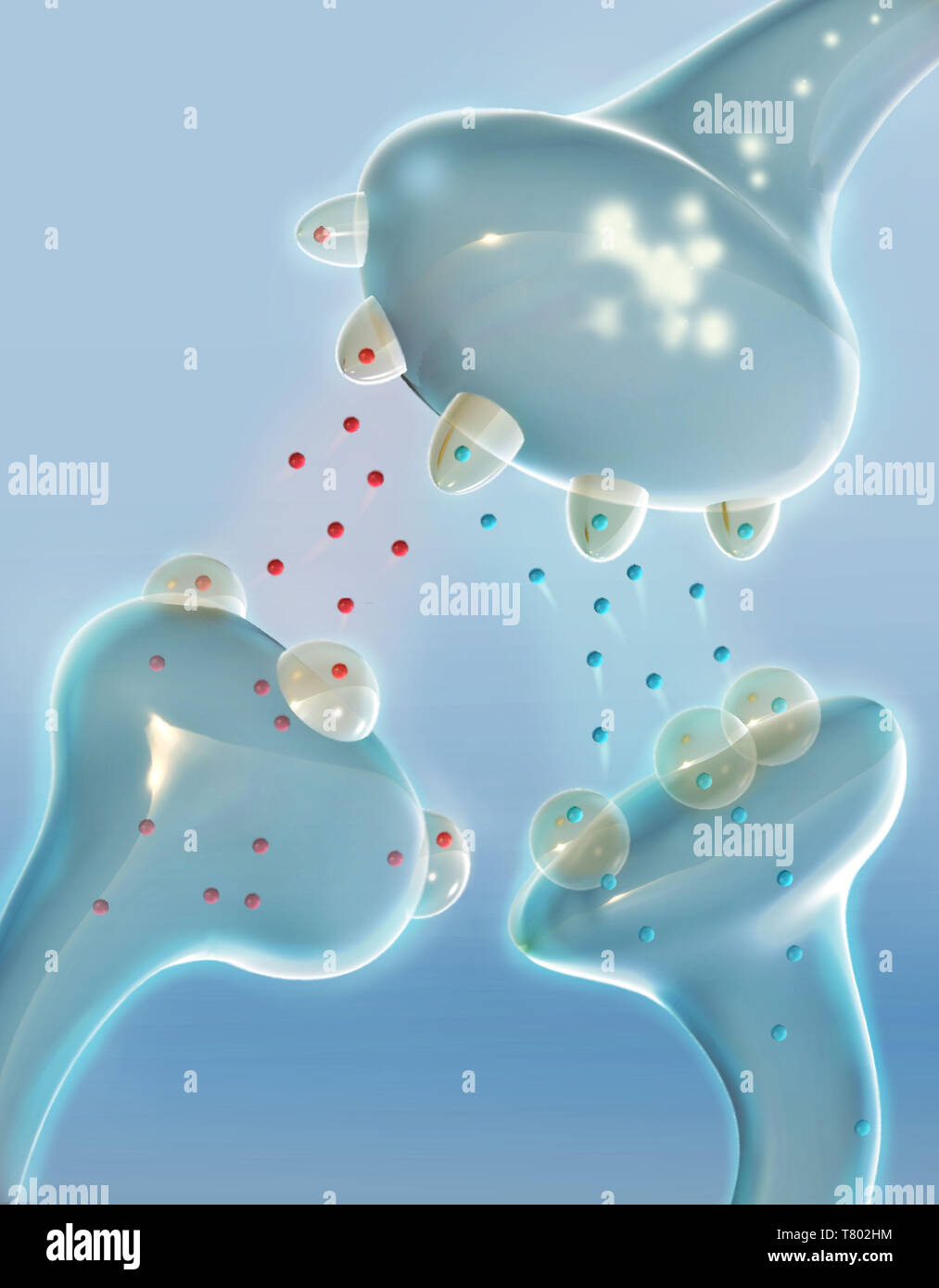 Inhibitory neuron -Fotos und -Bildmaterial in hoher Auflösung – Alamy