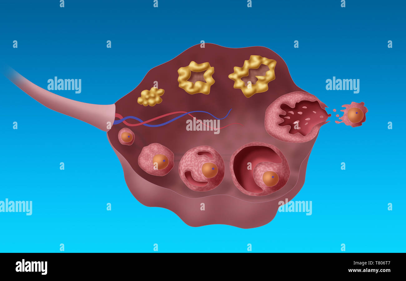 Eizelle eileiter -Fotos und -Bildmaterial in hoher Auflösung – Alamy