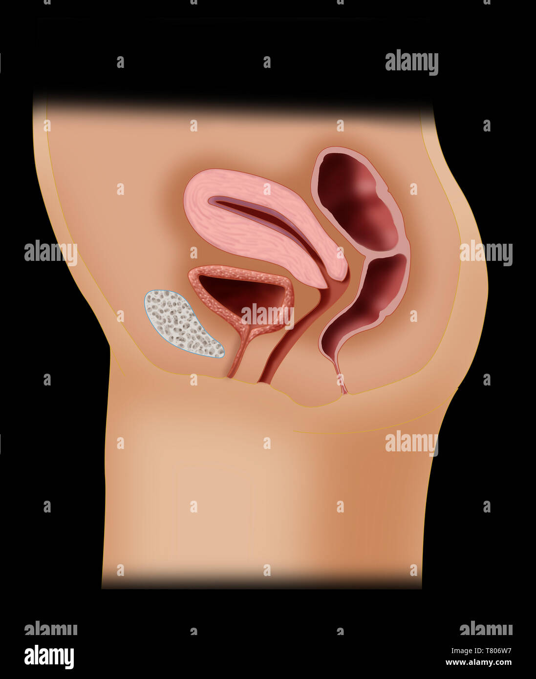 Weiblichen reproduktiven Anatomie, Abbildung Stockfotografie - Alamy