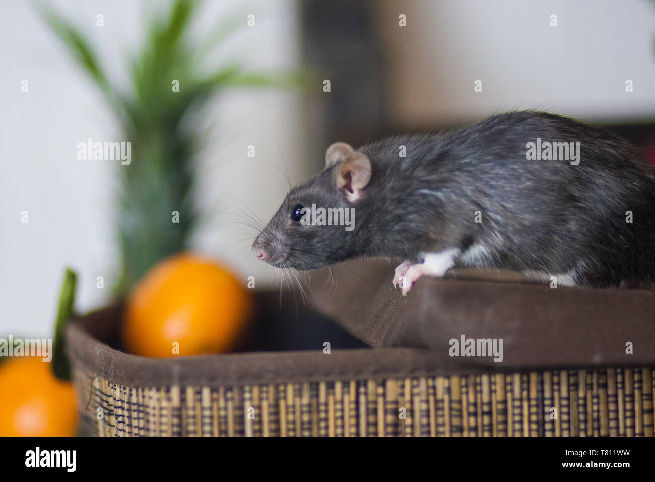 Obst Lager. Graue Maus. Graue Ratte graue Maus stiehlt Essen. Die graue ...
