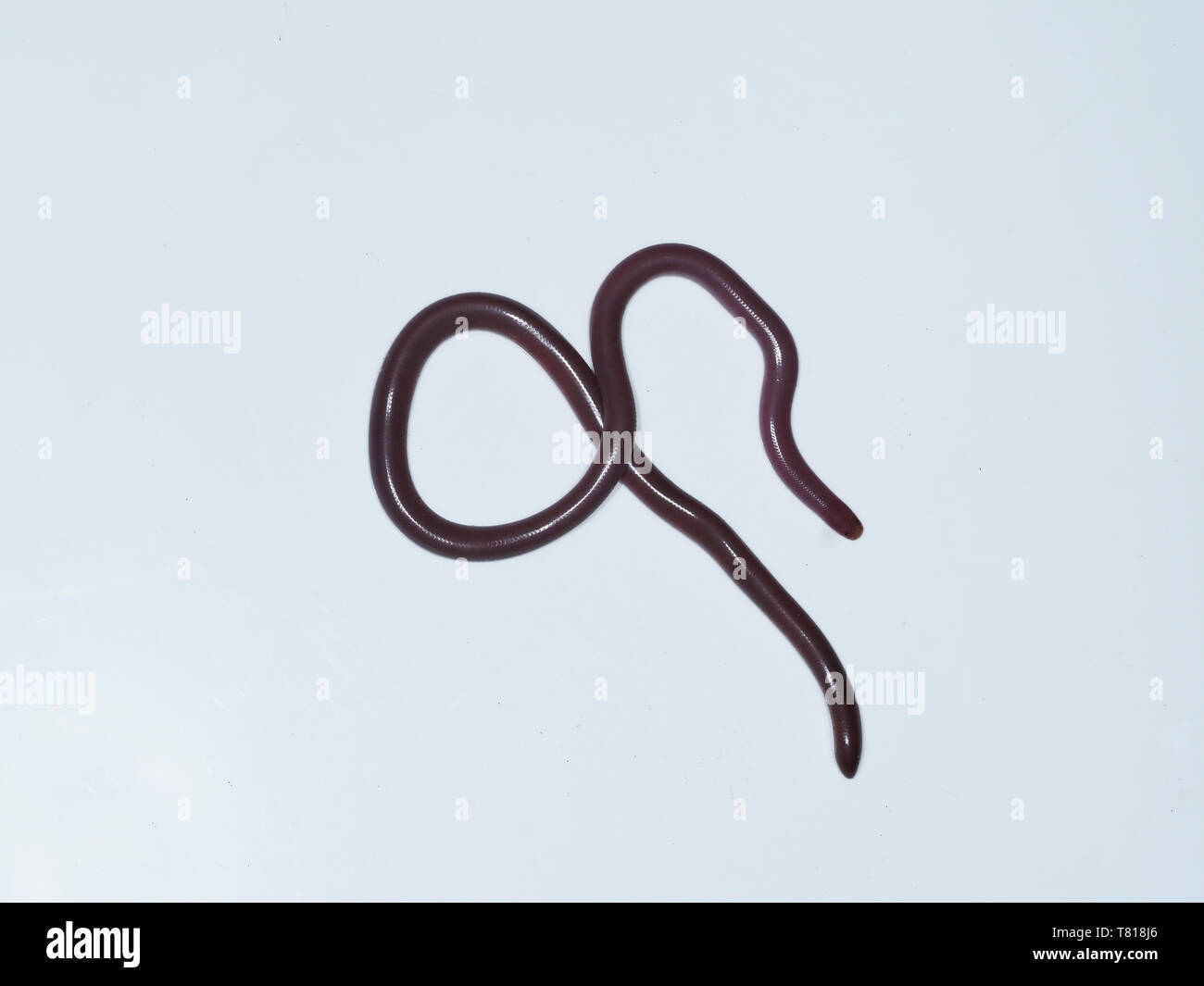Wurm schlange -Fotos und -Bildmaterial in hoher Auflösung – Alamy