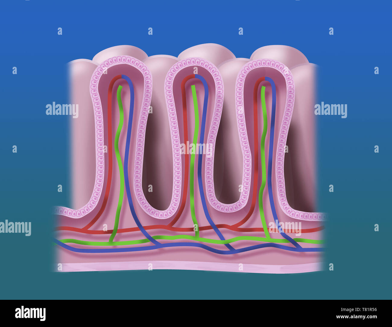 Digestive system drawing -Fotos und -Bildmaterial in hoher Auflösung ...