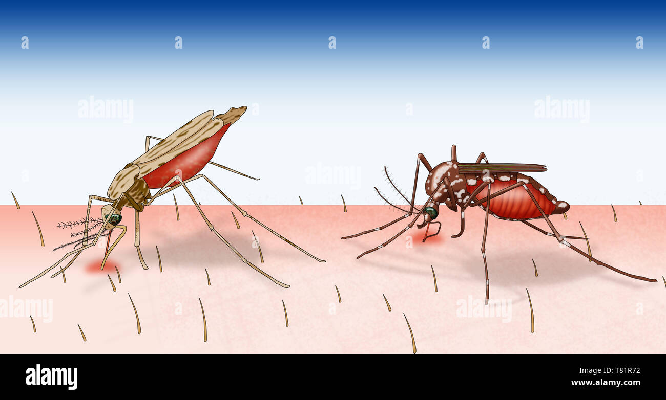 Anopheles mücke vergleich -Fotos und -Bildmaterial in hoher Auflösung – Alamy