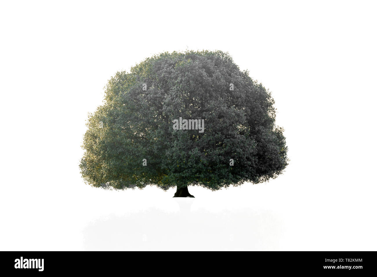 Große eiche baum im wald Ausgeschnittene Stockfotos und -bilder - Alamy
