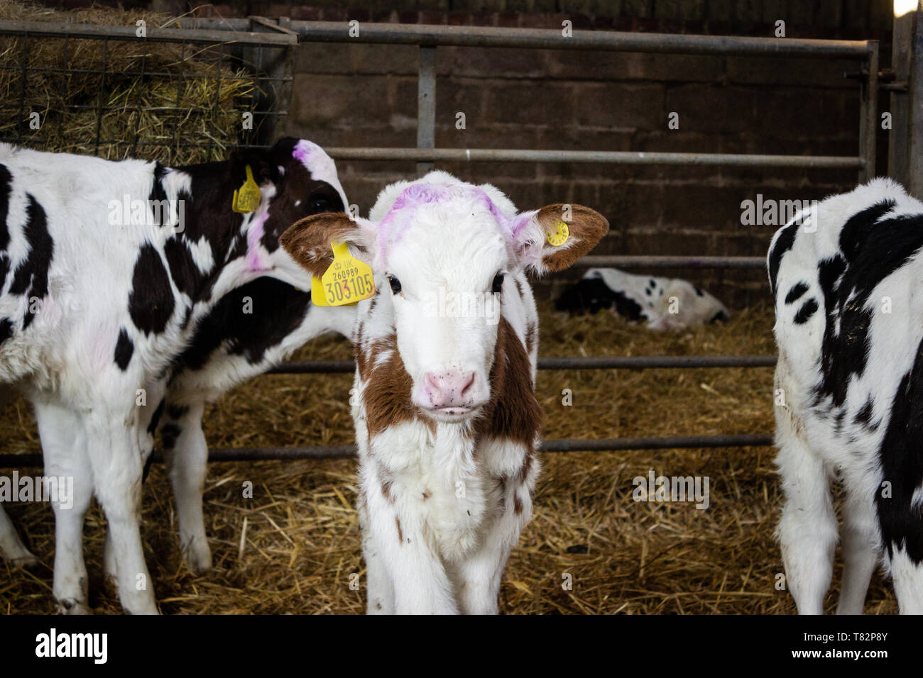 Rassen rinder -Fotos und -Bildmaterial in hoher Auflösung – Alamy