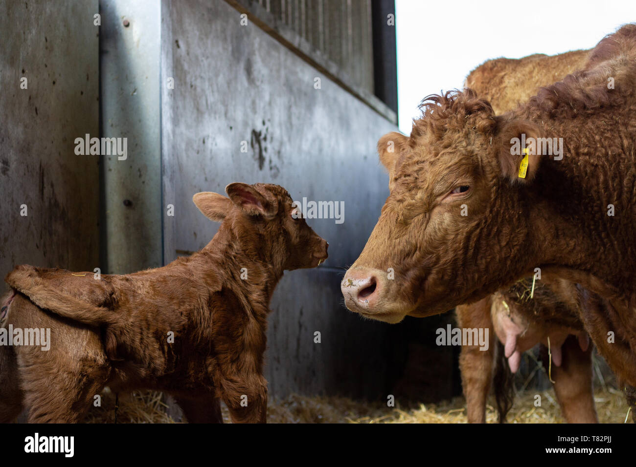 Rassen der kuh -Fotos und -Bildmaterial in hoher Auflösung – Alamy
