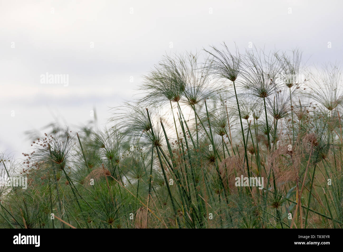Papyrus (Cyperus papyrus) an den Ufern des Kwando River (Cuando ...