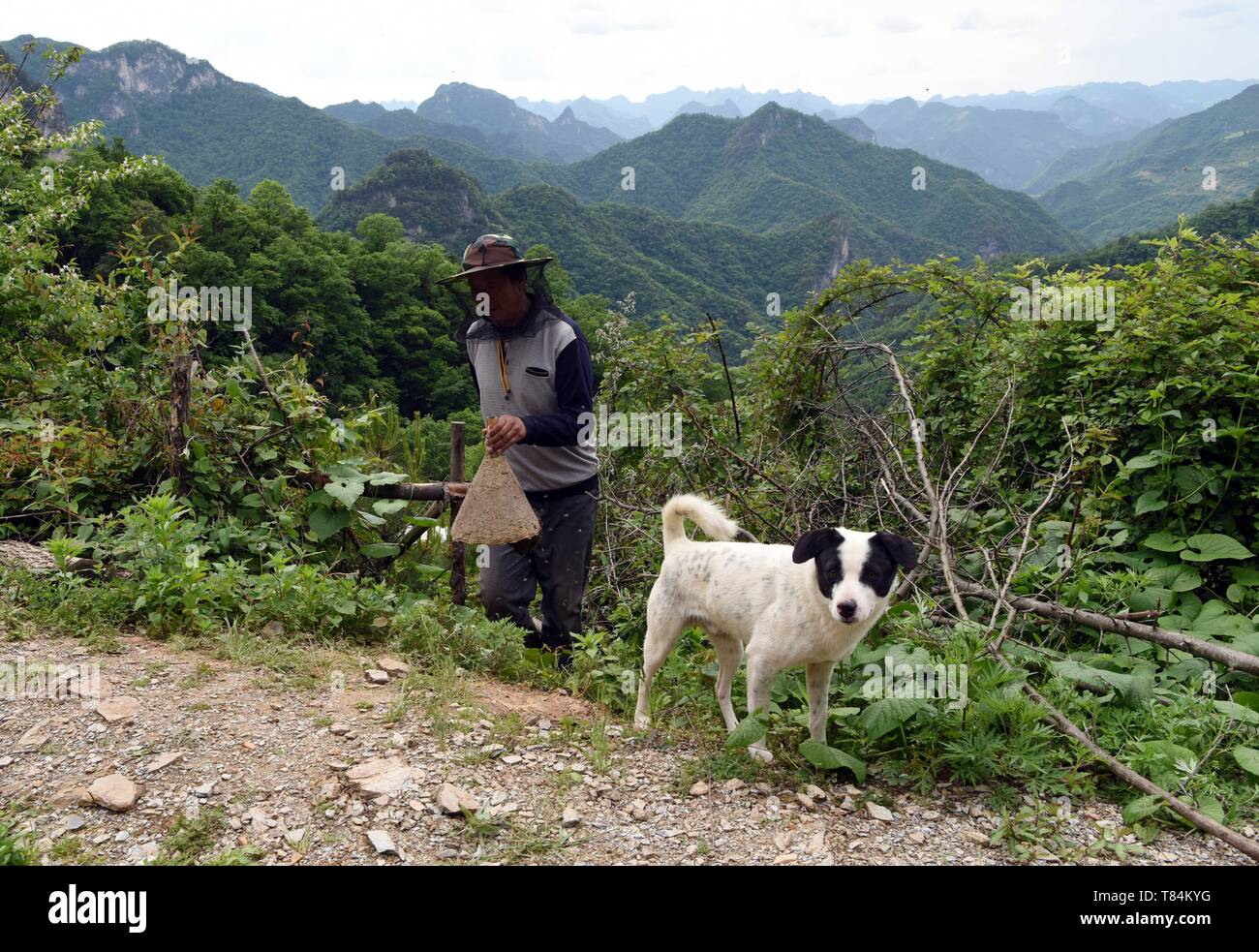 Huixian, China. 10. Mai 2019. Imker Zhou Zhongyi einer Biene Anbau ...