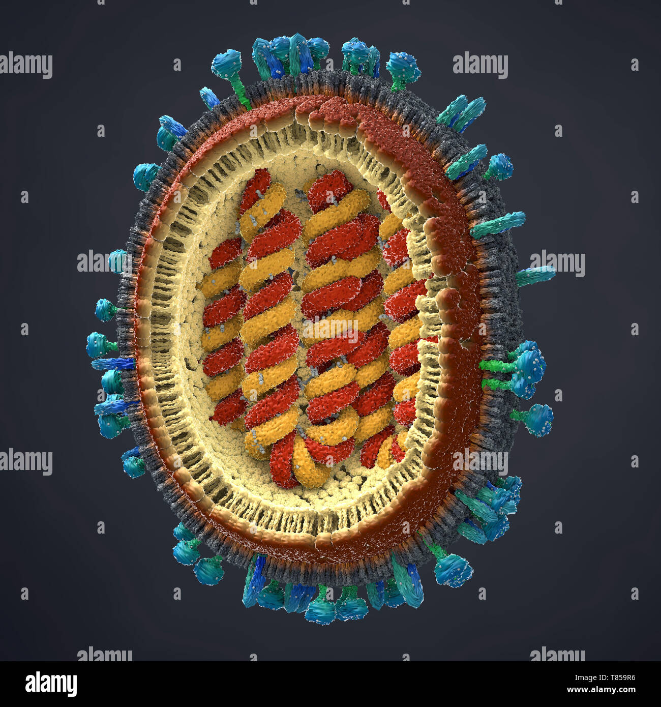 Menschliches grippevirus -Fotos und -Bildmaterial in hoher Auflösung ...