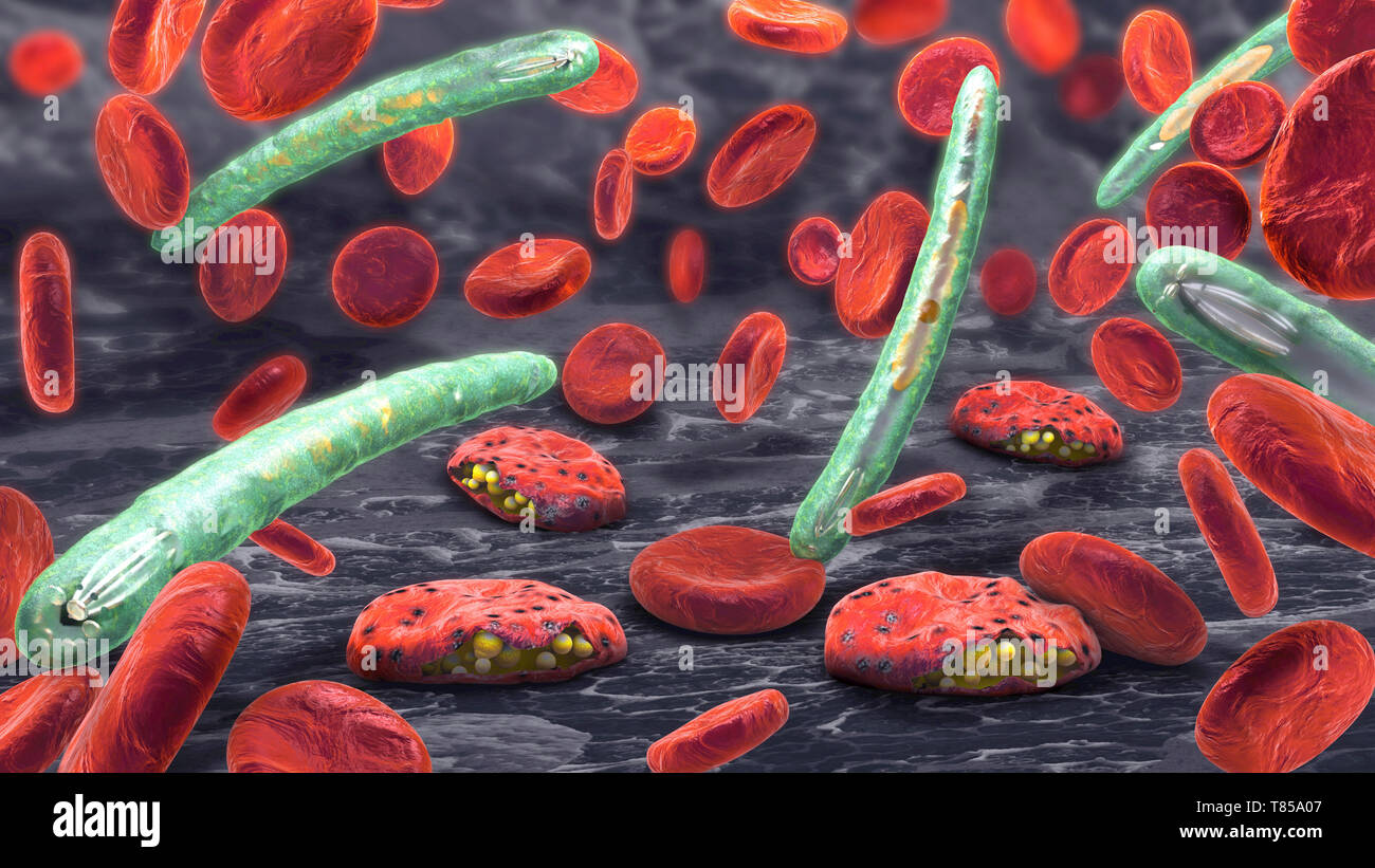 Malaria parasite -Fotos und -Bildmaterial in hoher Auflösung – Alamy