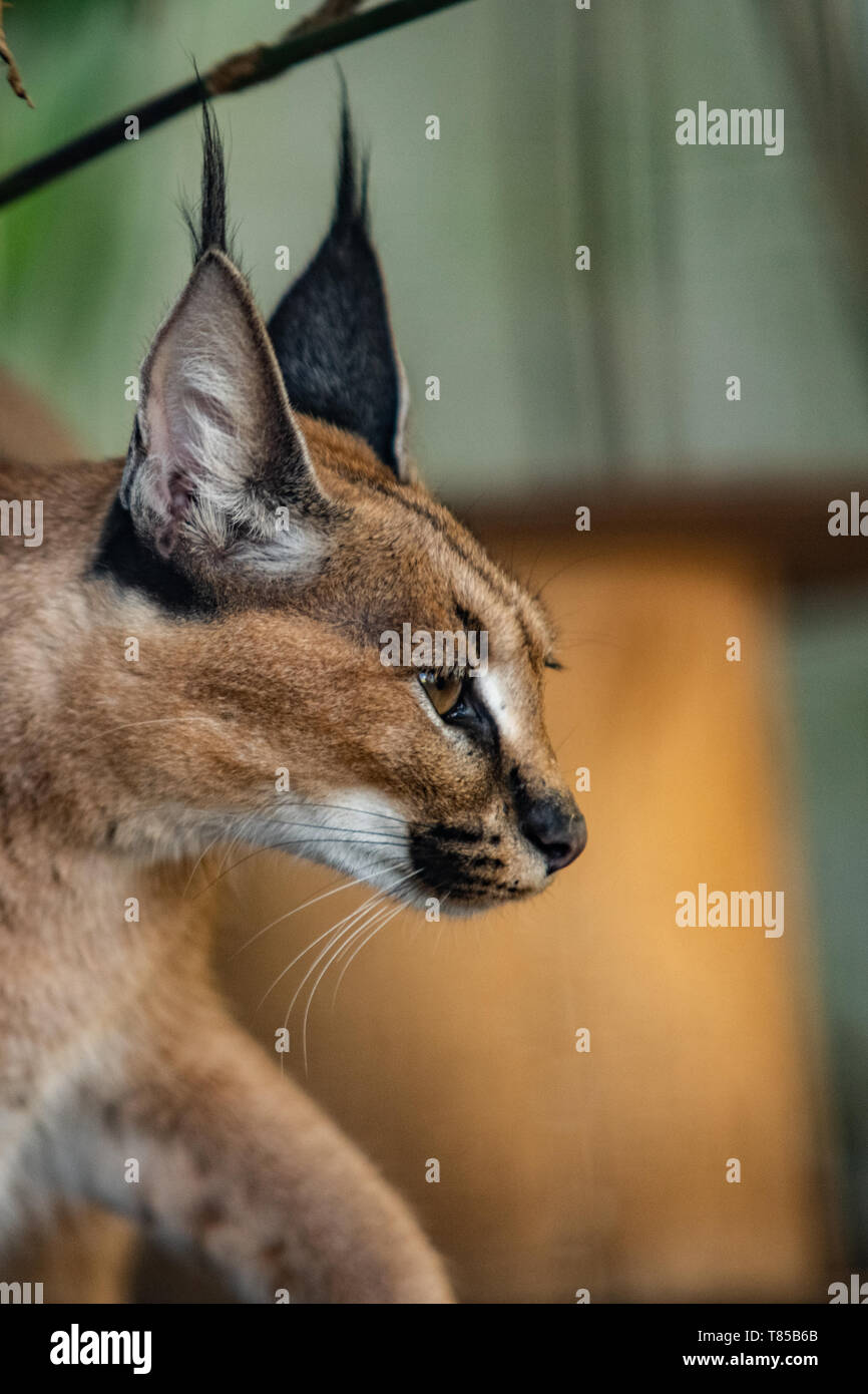 Big cat caracal -Fotos und -Bildmaterial in hoher Auflösung – Alamy