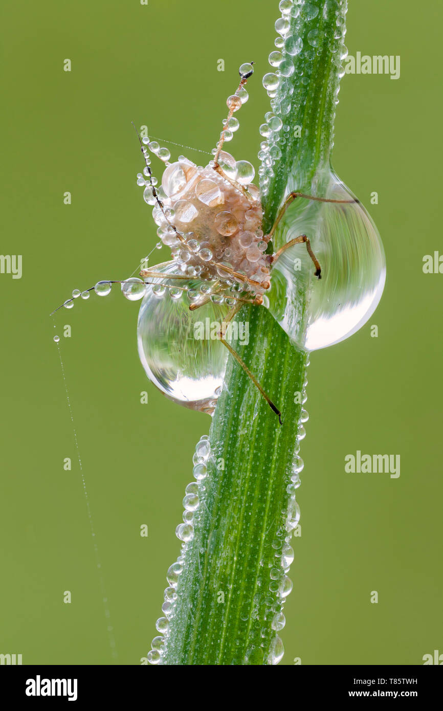 Eine blattlaus -Fotos und -Bildmaterial in hoher Auflösung – Alamy