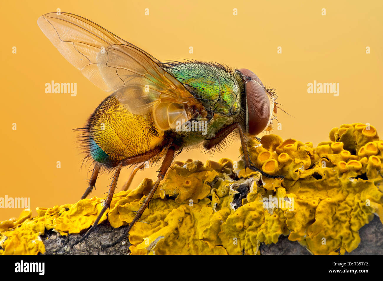 Schlag fliege -Fotos und -Bildmaterial in hoher Auflösung – Alamy