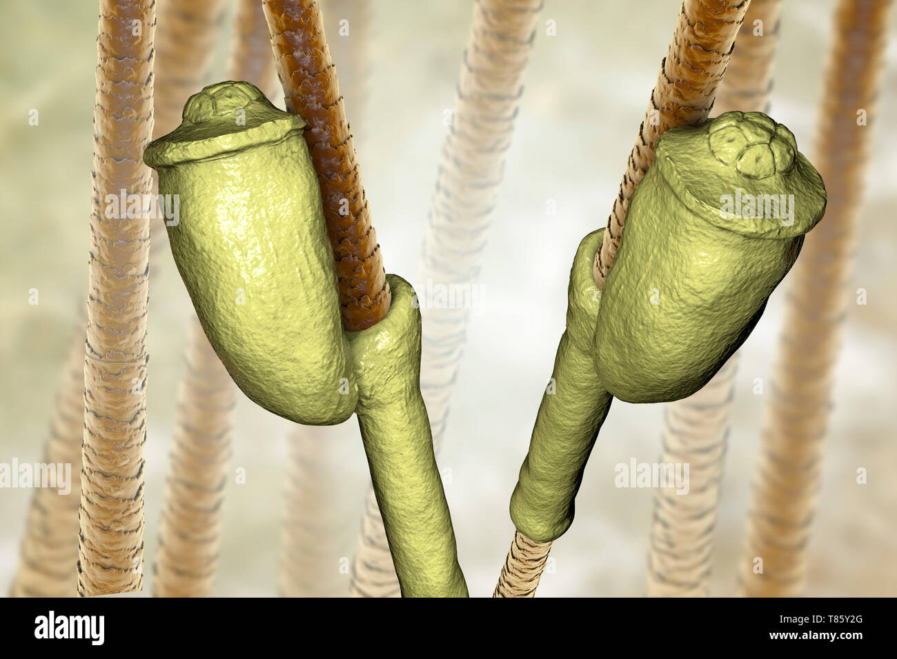 Pediculus capitis -Fotos und -Bildmaterial in hoher Auflösung – Alamy