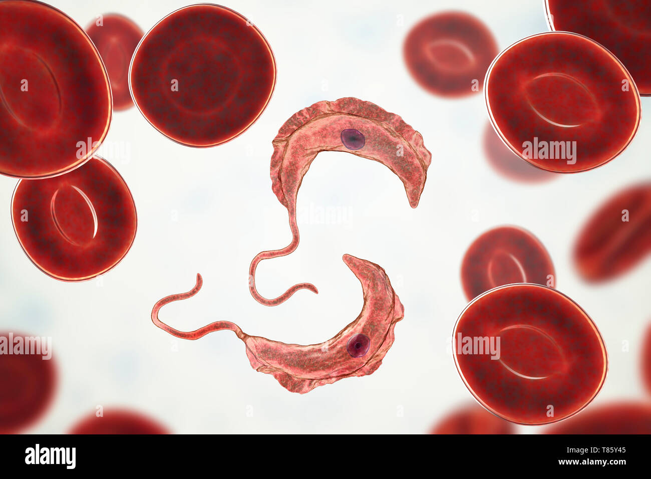 Schlafkrankheit Parasiten, Abbildung Stockfotografie - Alamy