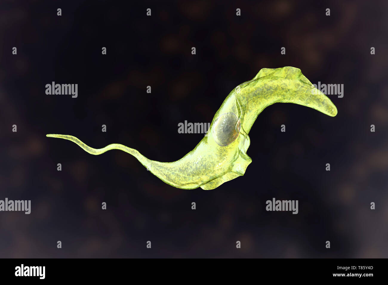 Chagas disease -Fotos und -Bildmaterial in hoher Auflösung – Alamy