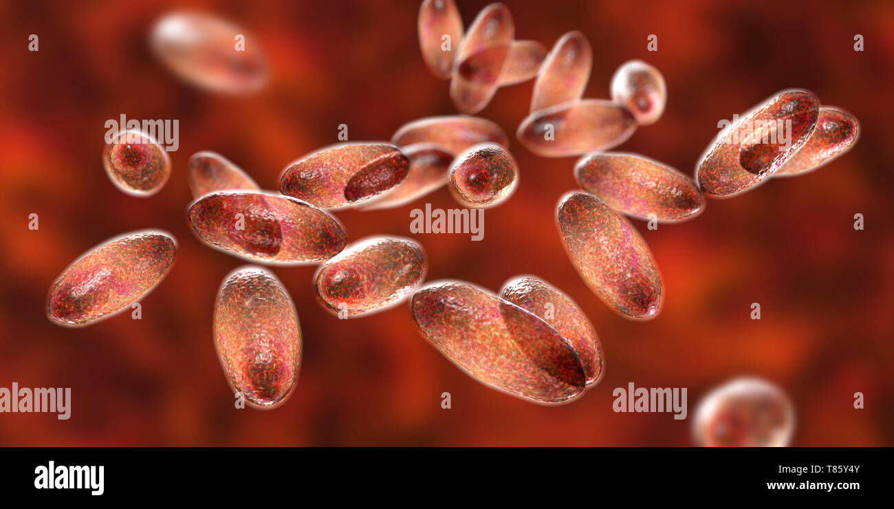 Pest Bakterium Yersinia pestis, Abbildung Stockfotografie - Alamy