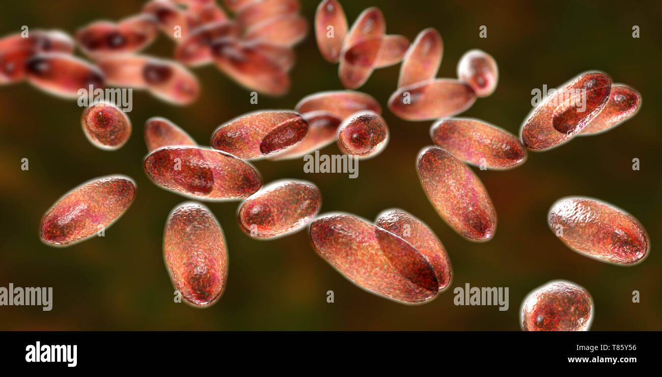 Septische pest -Fotos und -Bildmaterial in hoher Auflösung – Alamy