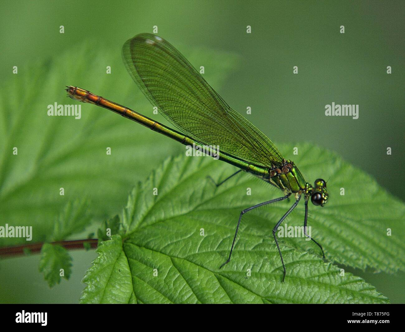 Tanz der libelle -Fotos und -Bildmaterial in hoher Auflösung – Alamy