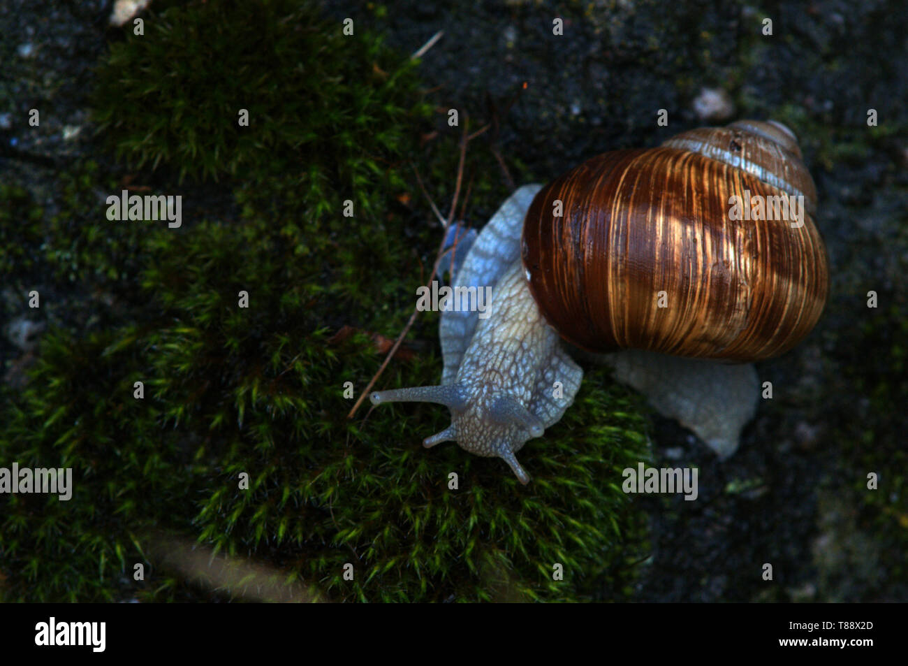 Helix pomatia, allgemeinen Namen der Römischen Schnecke ...