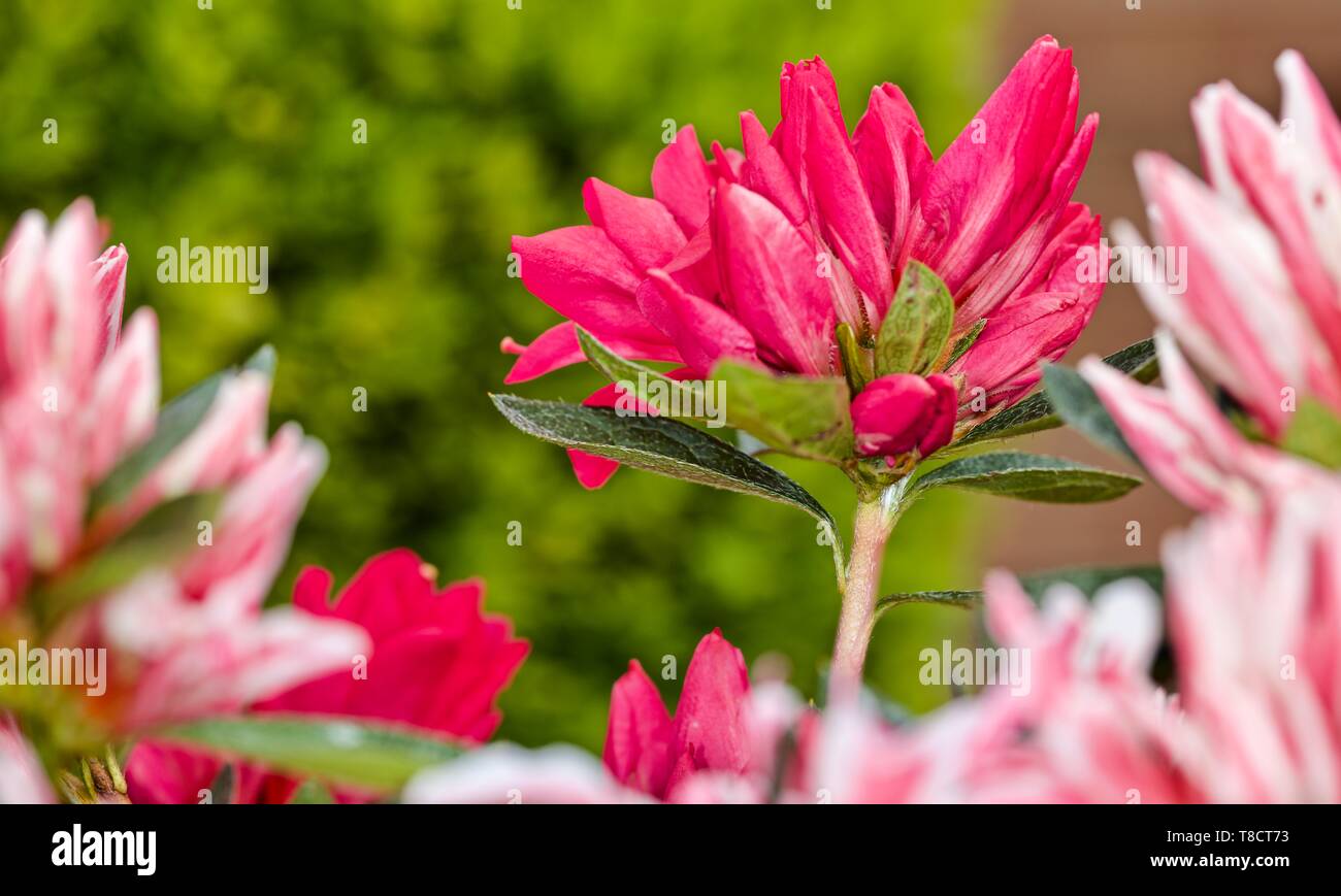 Azalea japonica Rosa Spider Stockfotografie - Alamy