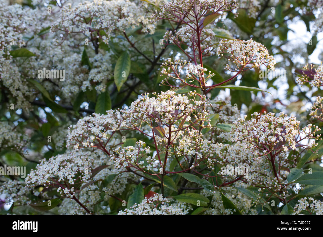 Photinia Fraseri Red Robin Stockfotos und -bilder Kaufen - Alamy