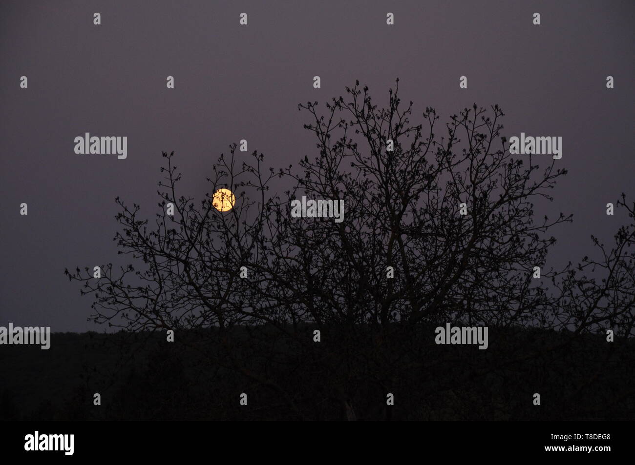Moon rising behind tree -Fotos und -Bildmaterial in hoher Auflösung – Alamy
