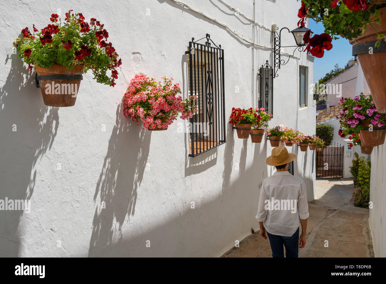Blumen in einem topf -Fotos und -Bildmaterial in hoher Auflösung – Alamy