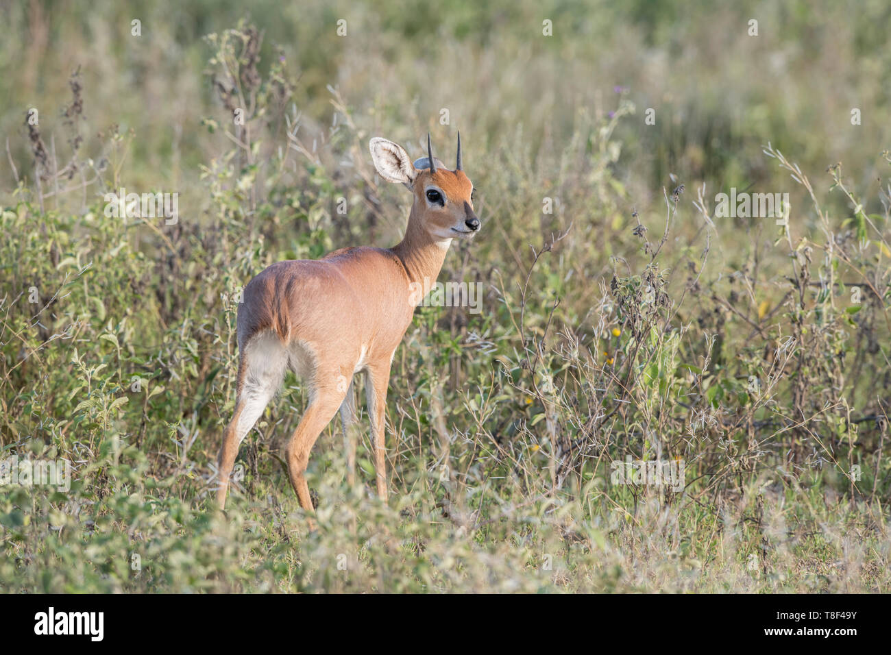 Oribi tier -Fotos und -Bildmaterial in hoher Auflösung – Alamy