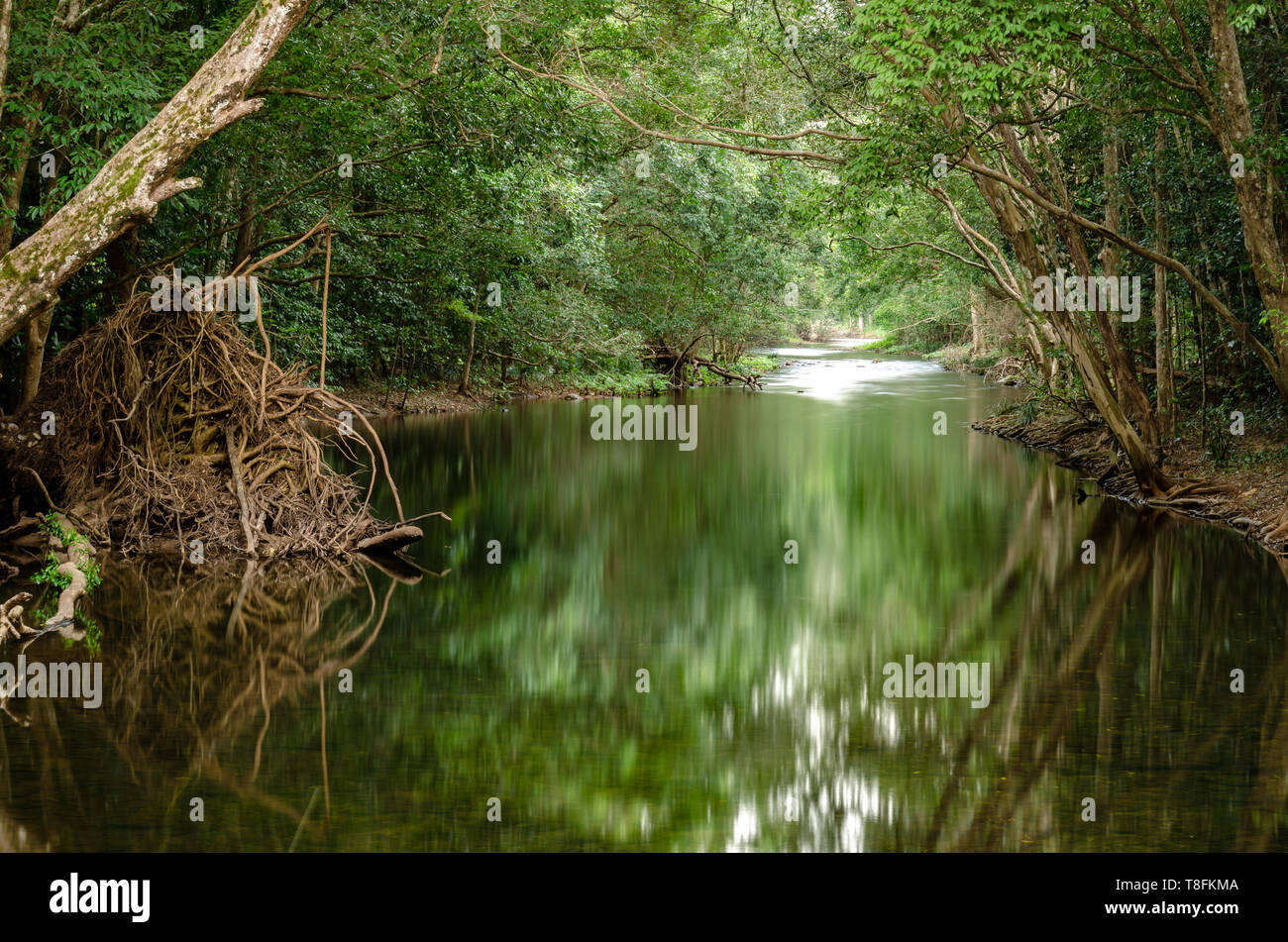 Queensland regenwald -Fotos und -Bildmaterial in hoher Auflösung – Alamy