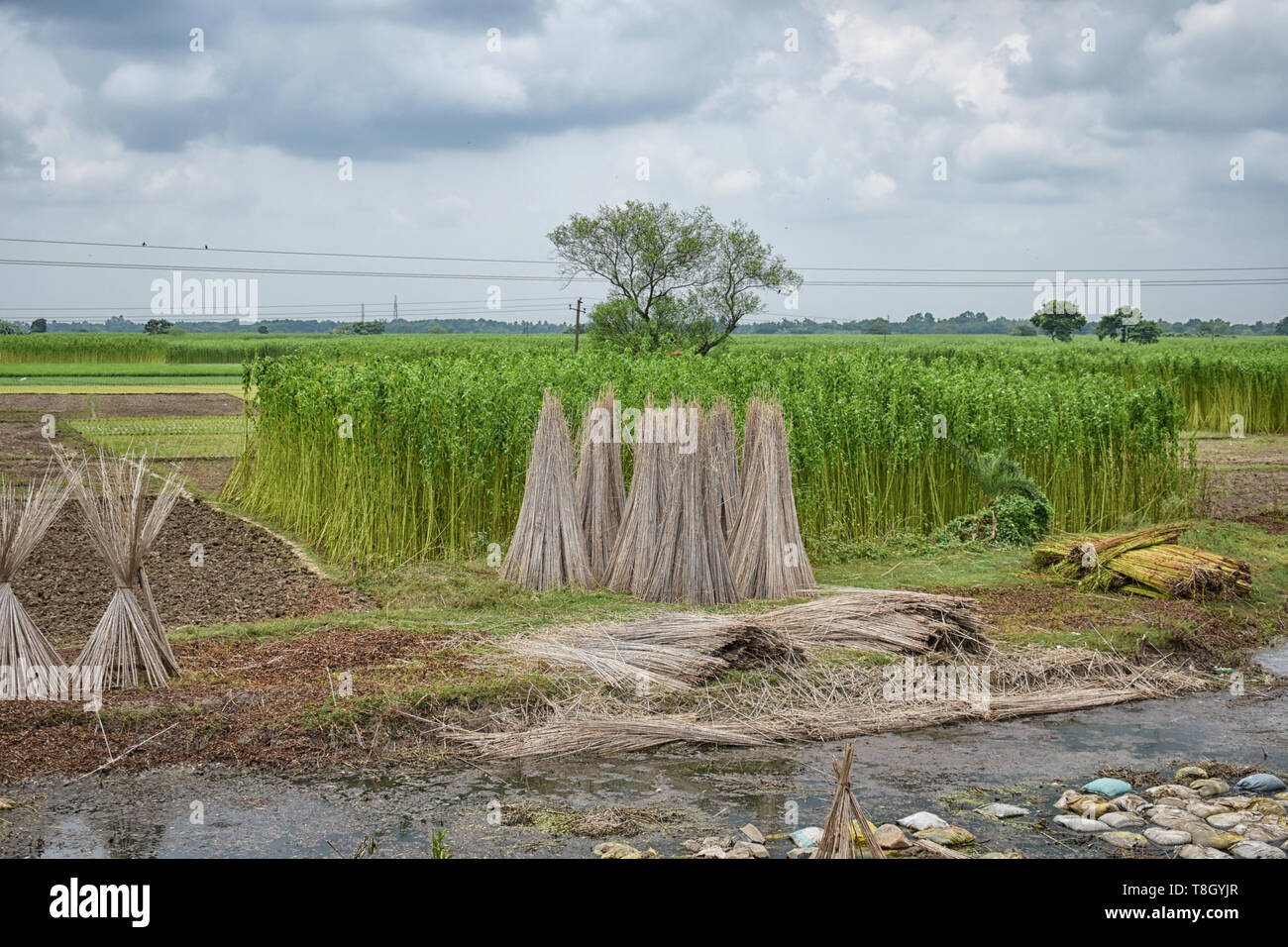 Jute anbau -Fotos und -Bildmaterial in hoher Auflösung – Alamy