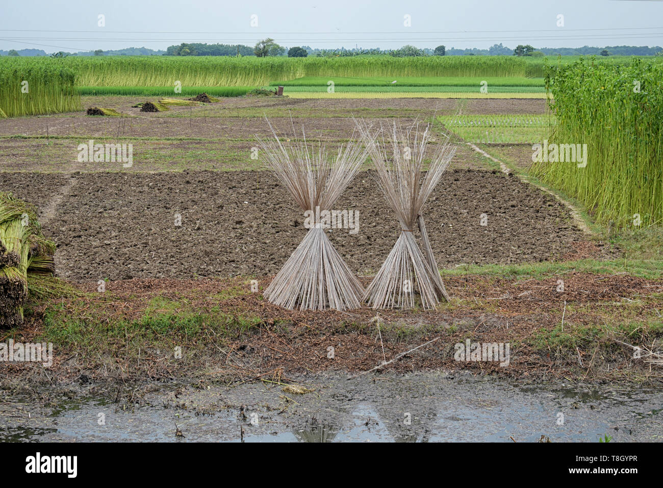 Jute Anbau Stockfotos und -bilder Kaufen - Alamy