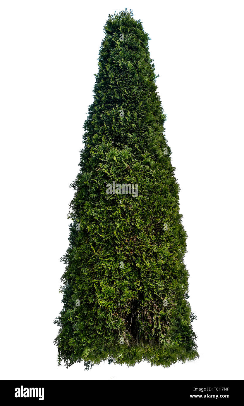 Thuja occidentalis, auch bekannt als nördlichen Weißen Zeder oder ...