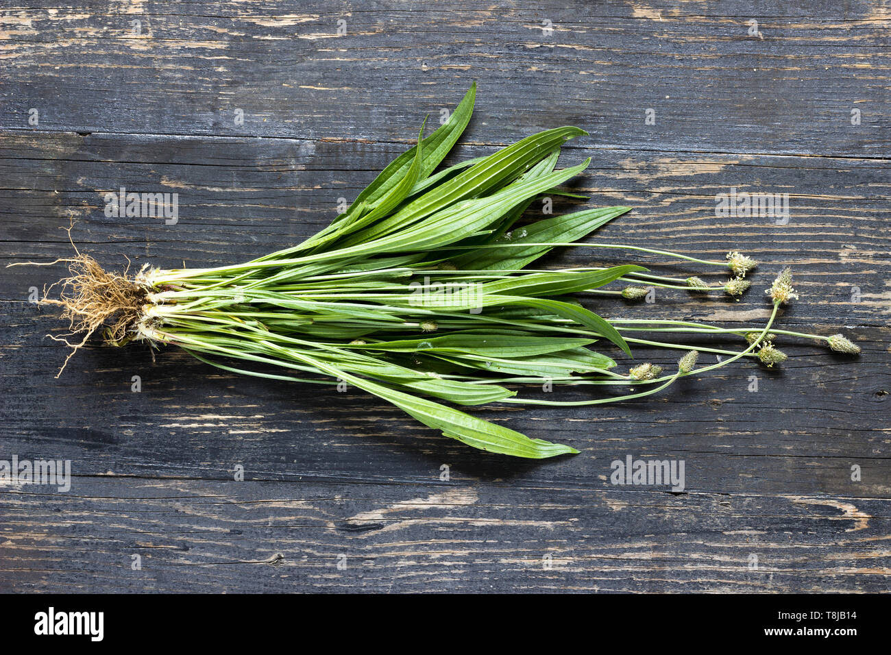 Whole plant -Fotos und -Bildmaterial in hoher Auflösung – Alamy