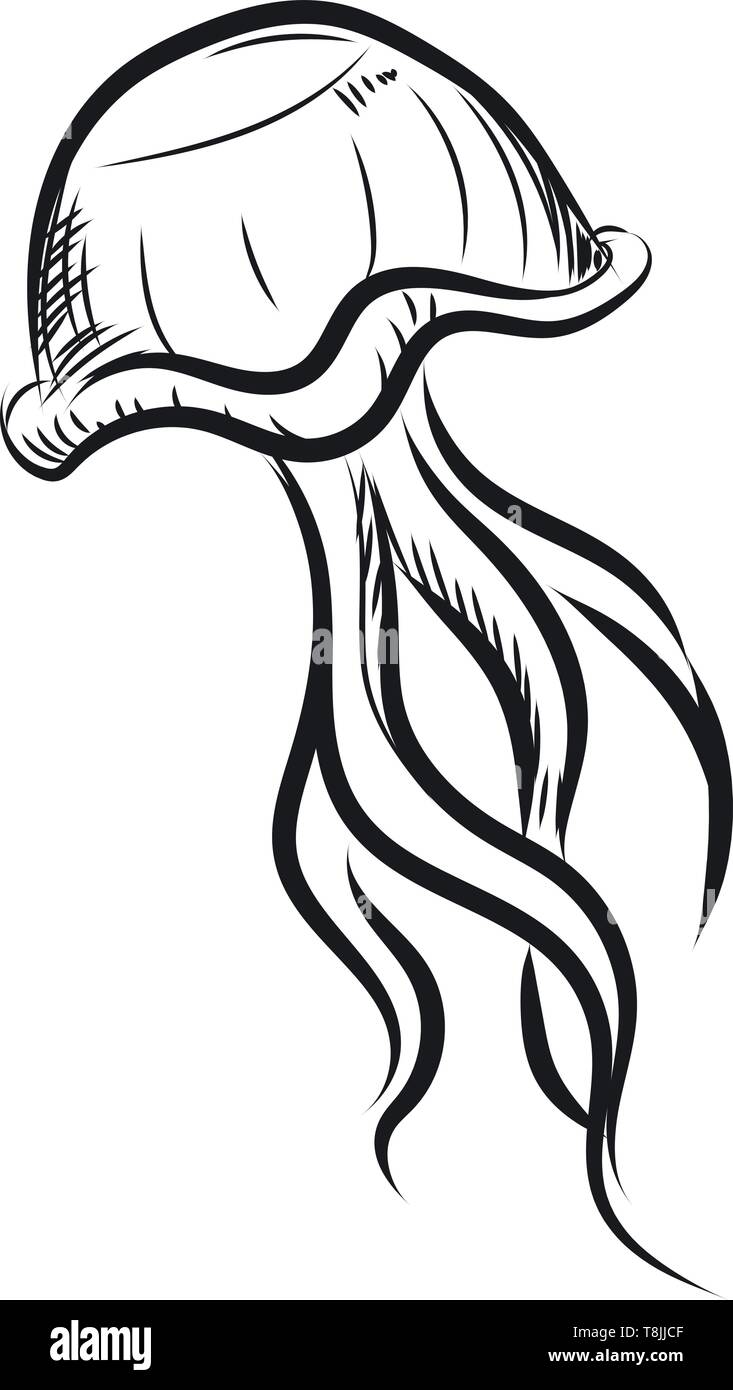 Eine Skizze einer Qualle mit langen Tentakeln, Vector, Farbe, Zeichnung ...