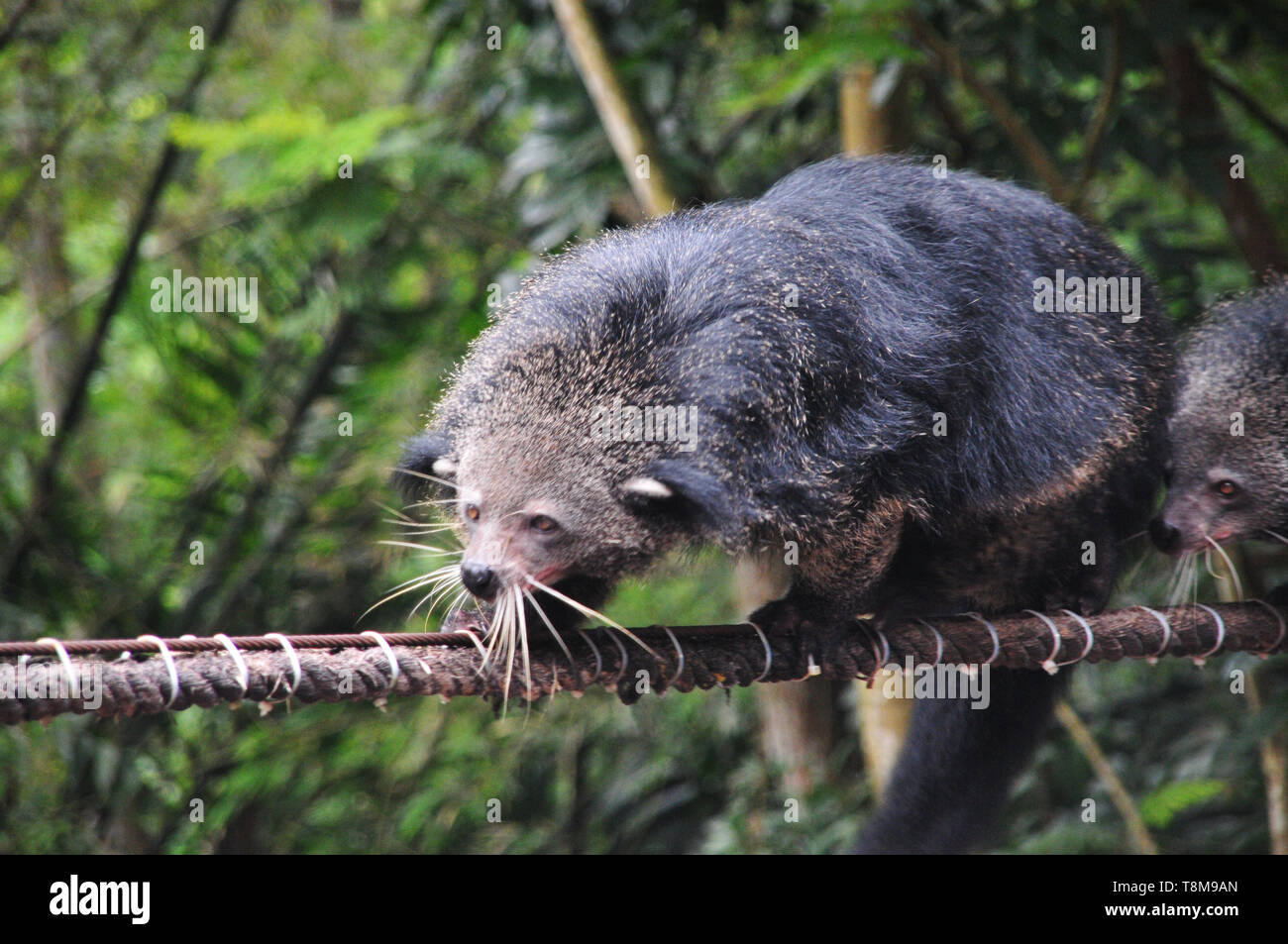Palawan Bear Cat Stockfotos und -bilder Kaufen - Alamy