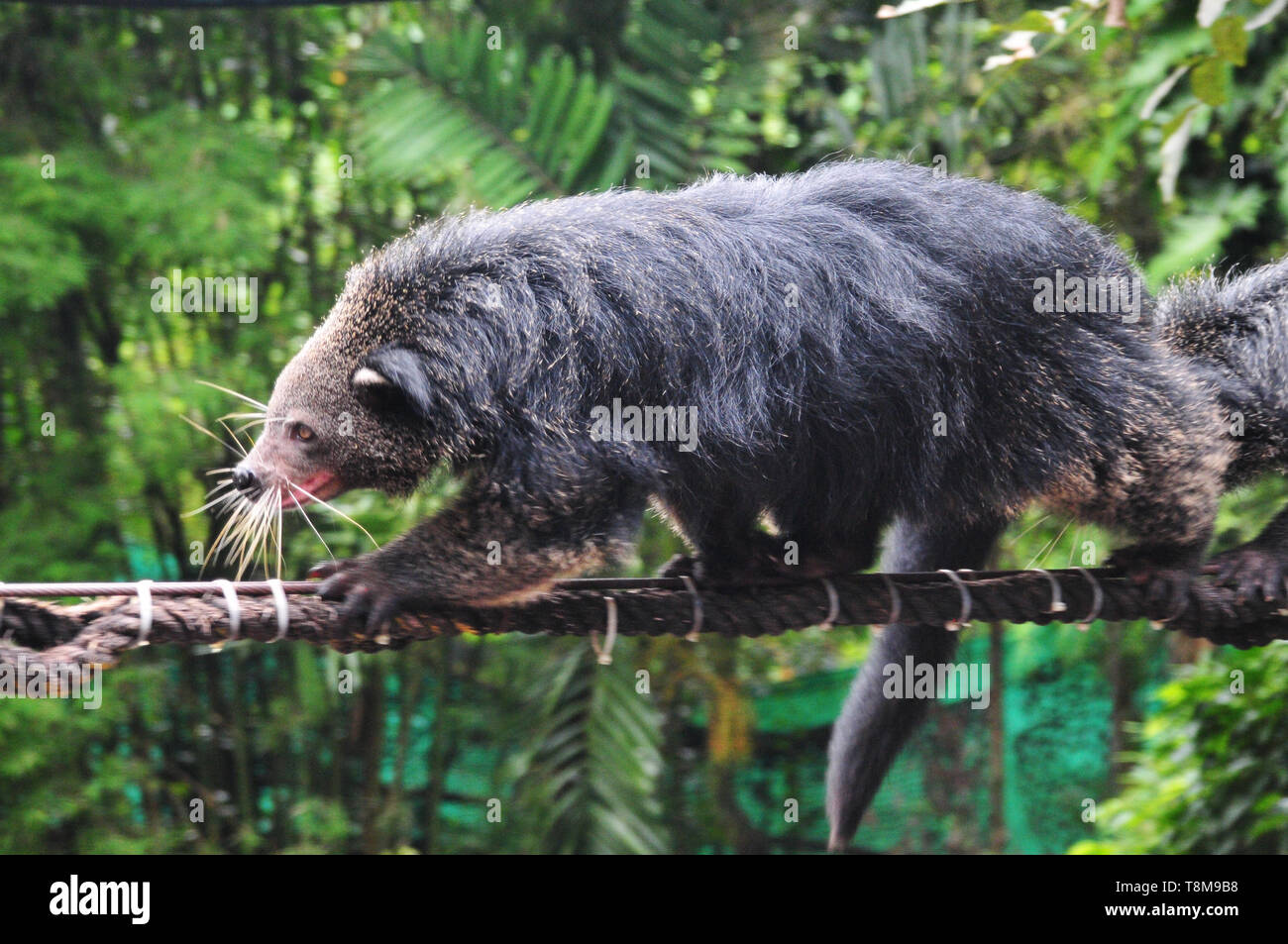 Palawan Bear Cat Stockfotos und -bilder Kaufen - Alamy