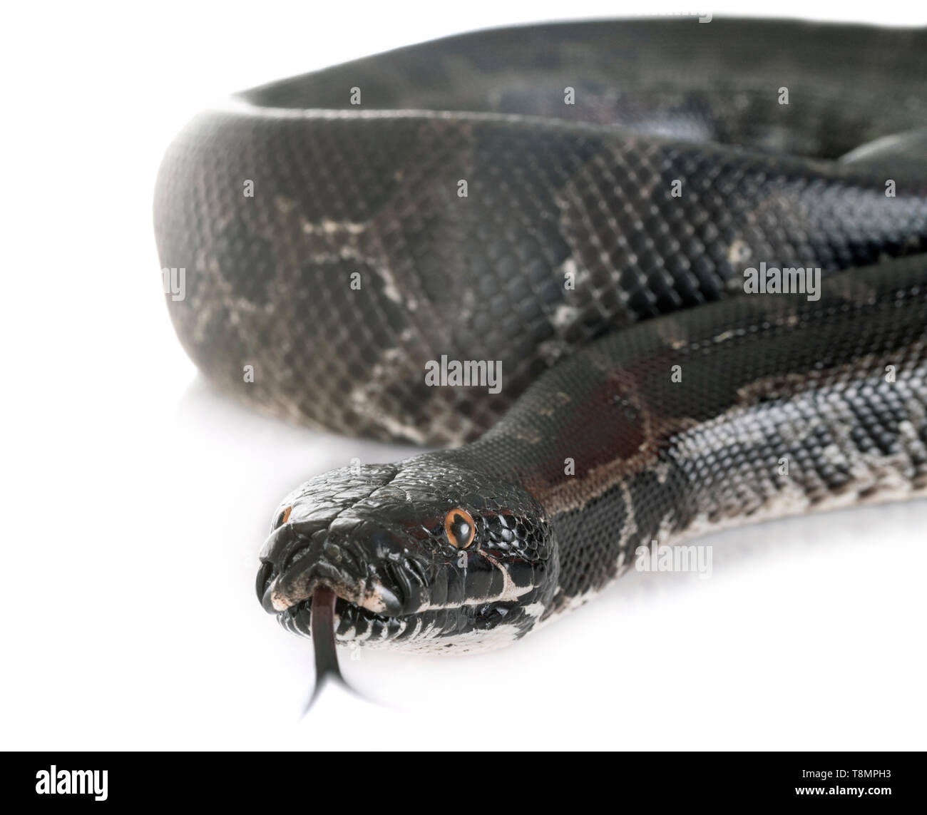 Python curtus brongersmai -Fotos und -Bildmaterial in hoher Auflösung ...