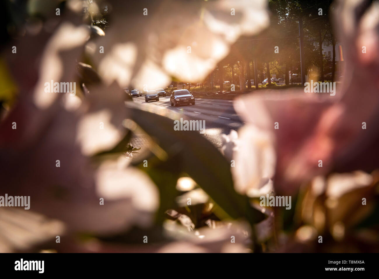 Blick durch Rododendron Büsche auf der Bundesstraße 1 in Dortmund ...